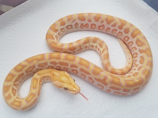 Pearl 50% Het Labyrinth Burmese Python by Shotts Reptiles