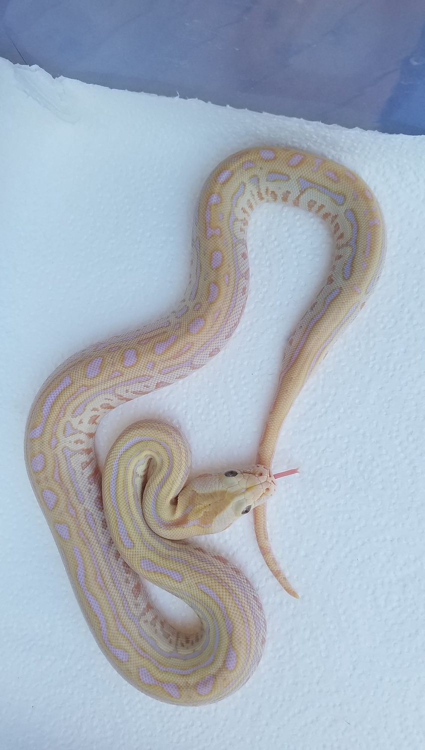 Burmese Python Clutch: 66% by Shotts Reptiles - MorphMarket