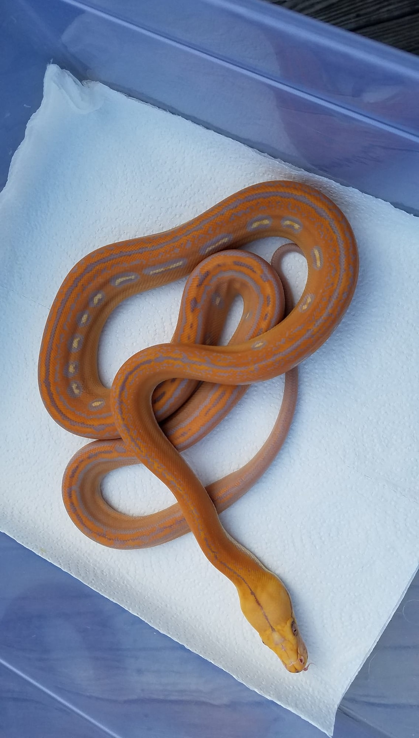 Purple Golden Child Tiger Reticulated Python by Shotts Reptiles ...