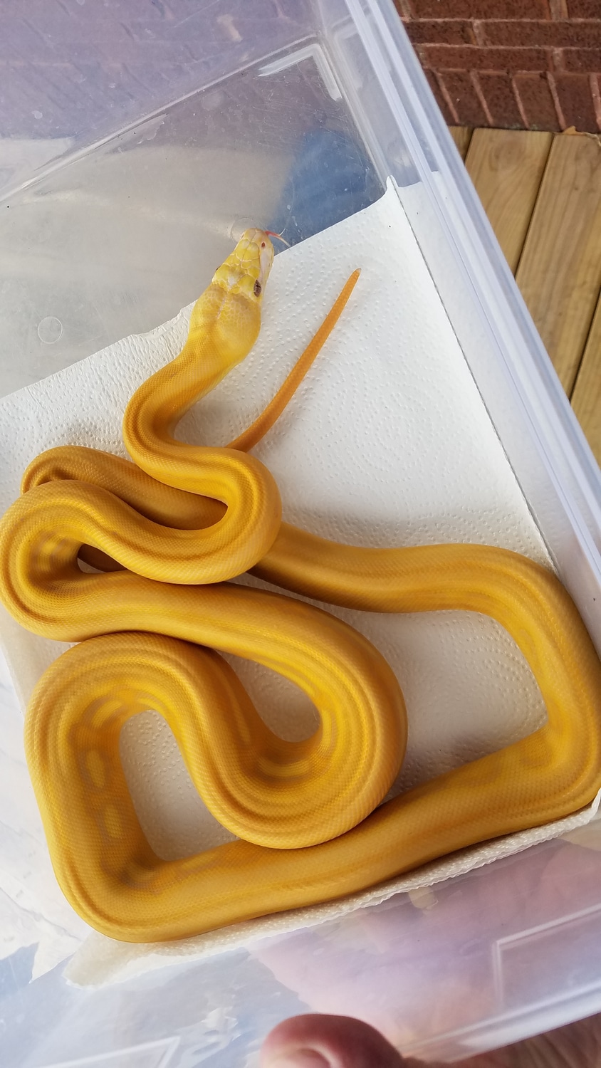 Purple Super Tiger Super Sunfire Reticulated Python by Shotts Reptiles ...