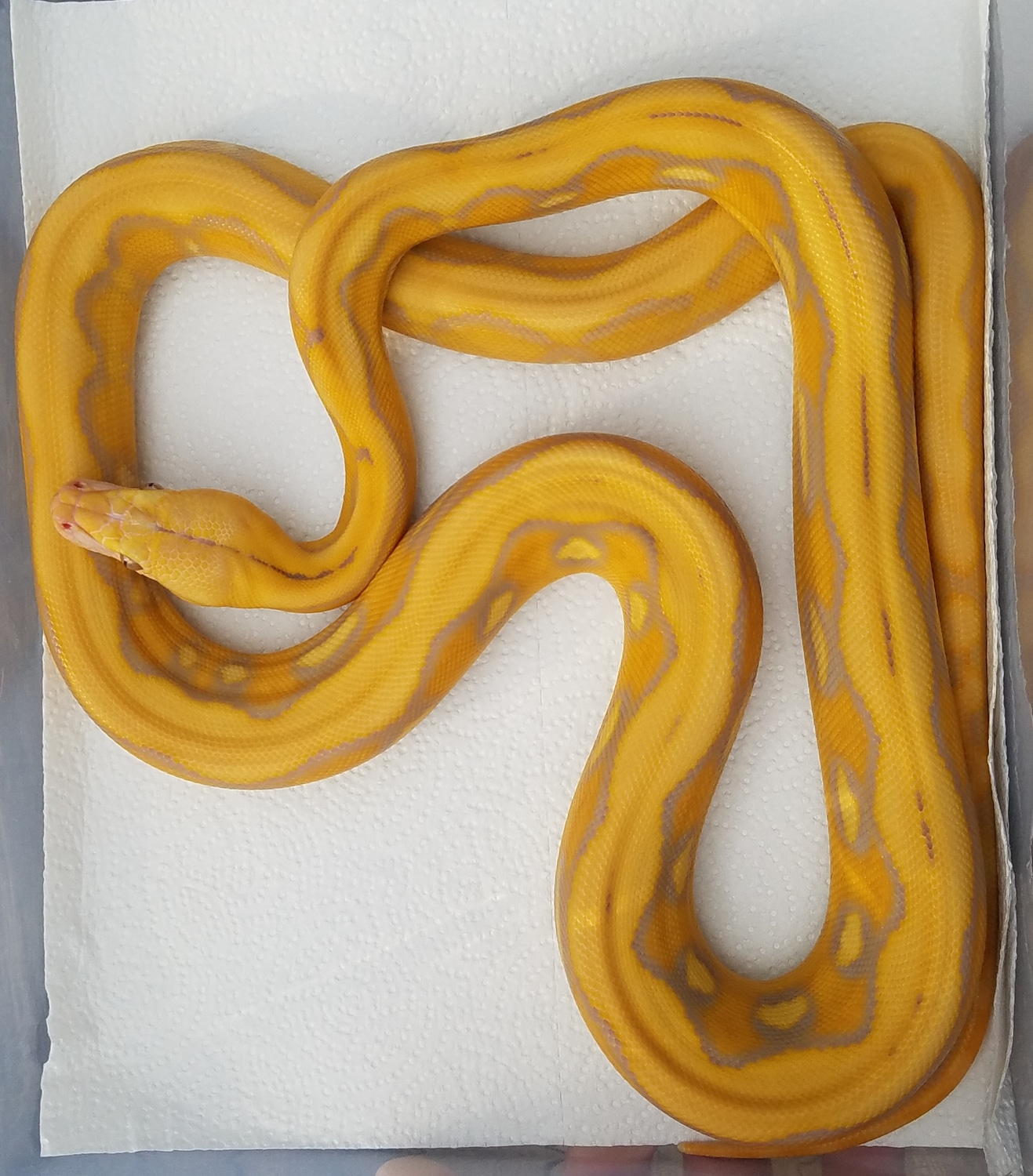 Purple Sunfire Tiger Reticulated Python by Shotts Reptiles - MorphMarket