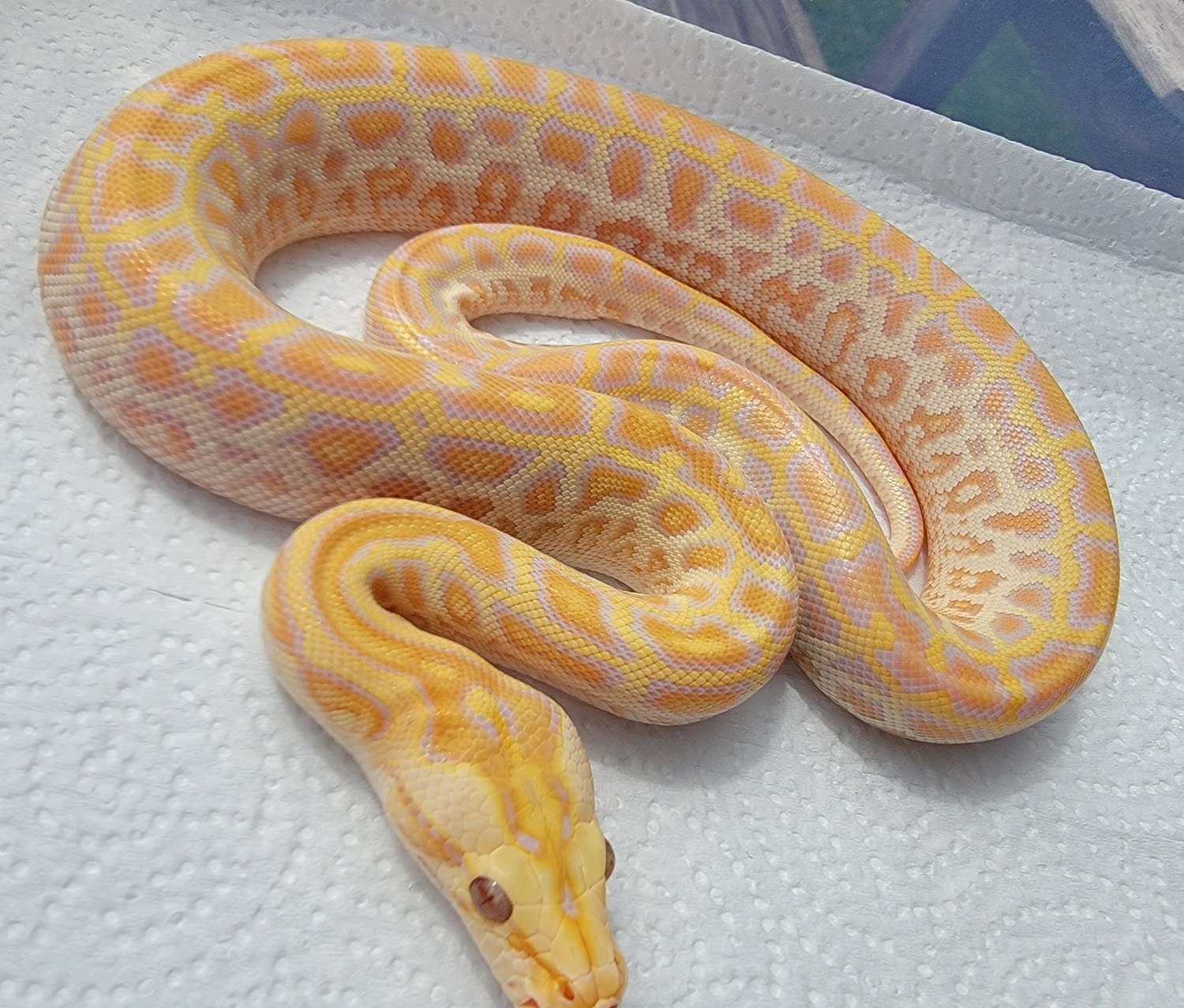 Pearl 50% Het Labyrinth Burmese Python by Shotts Reptiles - MorphMarket