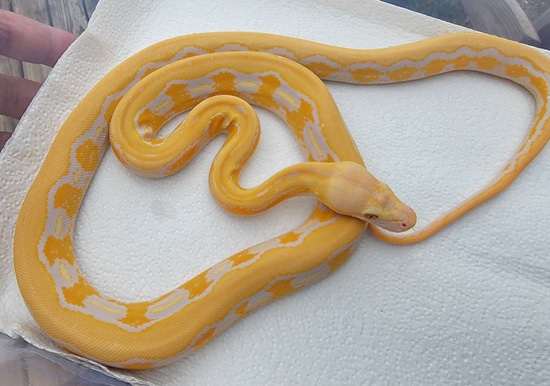 Lavender Platinum Sunfire Tiger Reticulated Python by Shotts Reptiles
