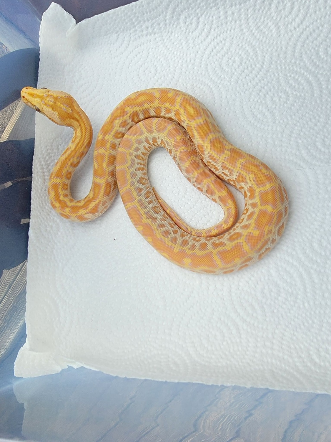 Pearl 50% Het Labyrinth Burmese Python by Shotts Reptiles - MorphMarket