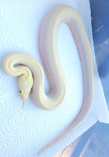 Ivory Het Albino 50% Het Labyrinth Burmese Python by Shotts Reptiles