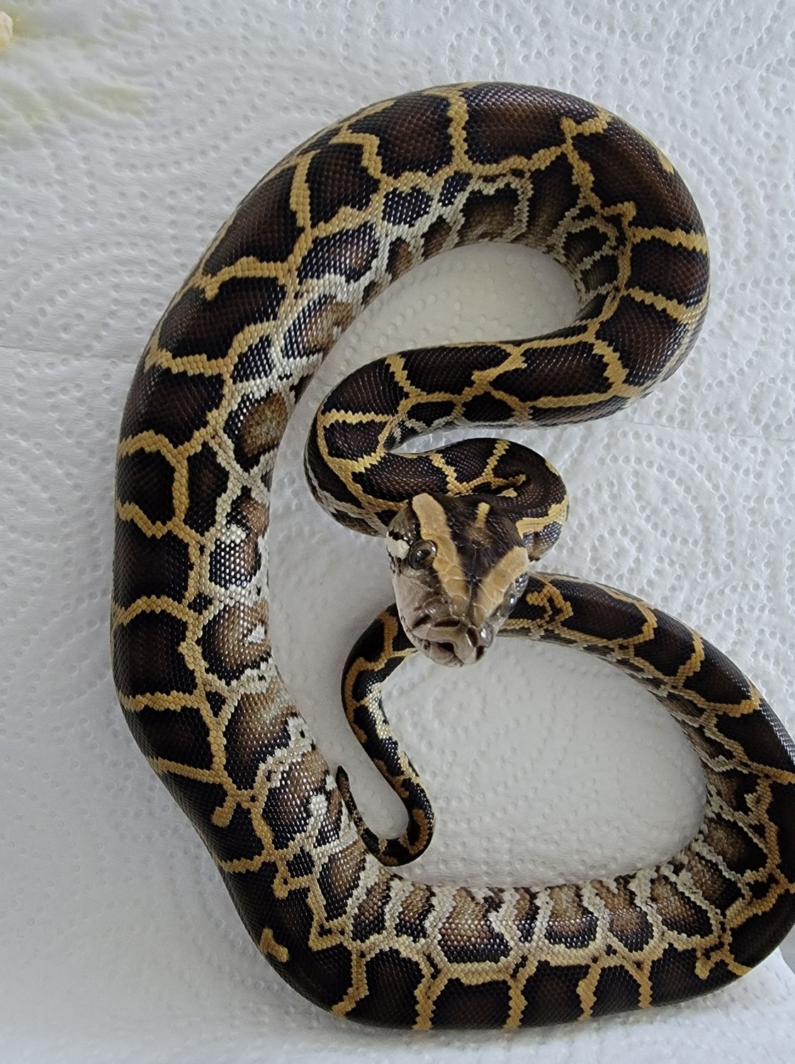 Normal Het Albino 66% Het Labyrinth Burmese Python by Shotts Reptiles ...
