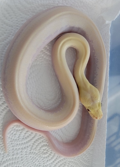 Blizzard 50% Het Labyrinth Burmese Python by Shotts Reptiles