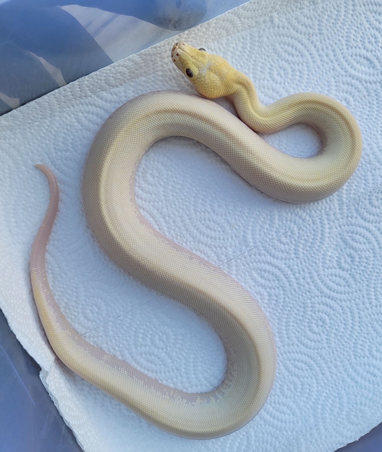 Blizzard 50% Het Labyrinth Burmese Python by Shotts Reptiles - MorphMarket