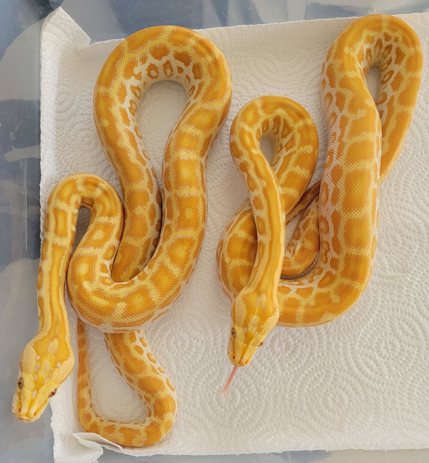 1.1 Pair Pearl 50% Het Labyrinth X Pearl 66% Het Labyrinth Burmese ...