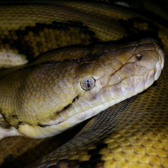 Suntiger Het Purple Reticulated Python by Shotts Reptiles
