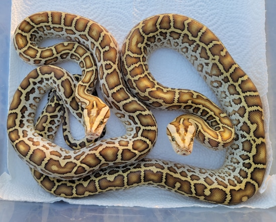 1.1 Pair Hypo Het Albino 50% Het Labyrinth X Hypo Het Albino 66% Het ...