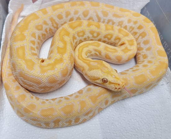 Pearl 50% Het Labyrinth Burmese Python by Shotts Reptiles