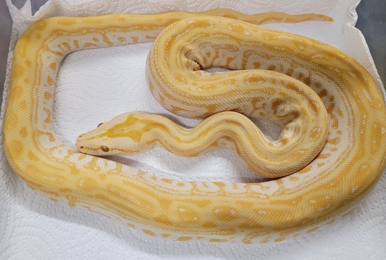 Pearl Labyrinth Burmese Python by Shotts Reptiles