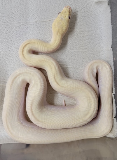 Blizzard 50% Het Labyrinth Burmese Python by Shotts Reptiles