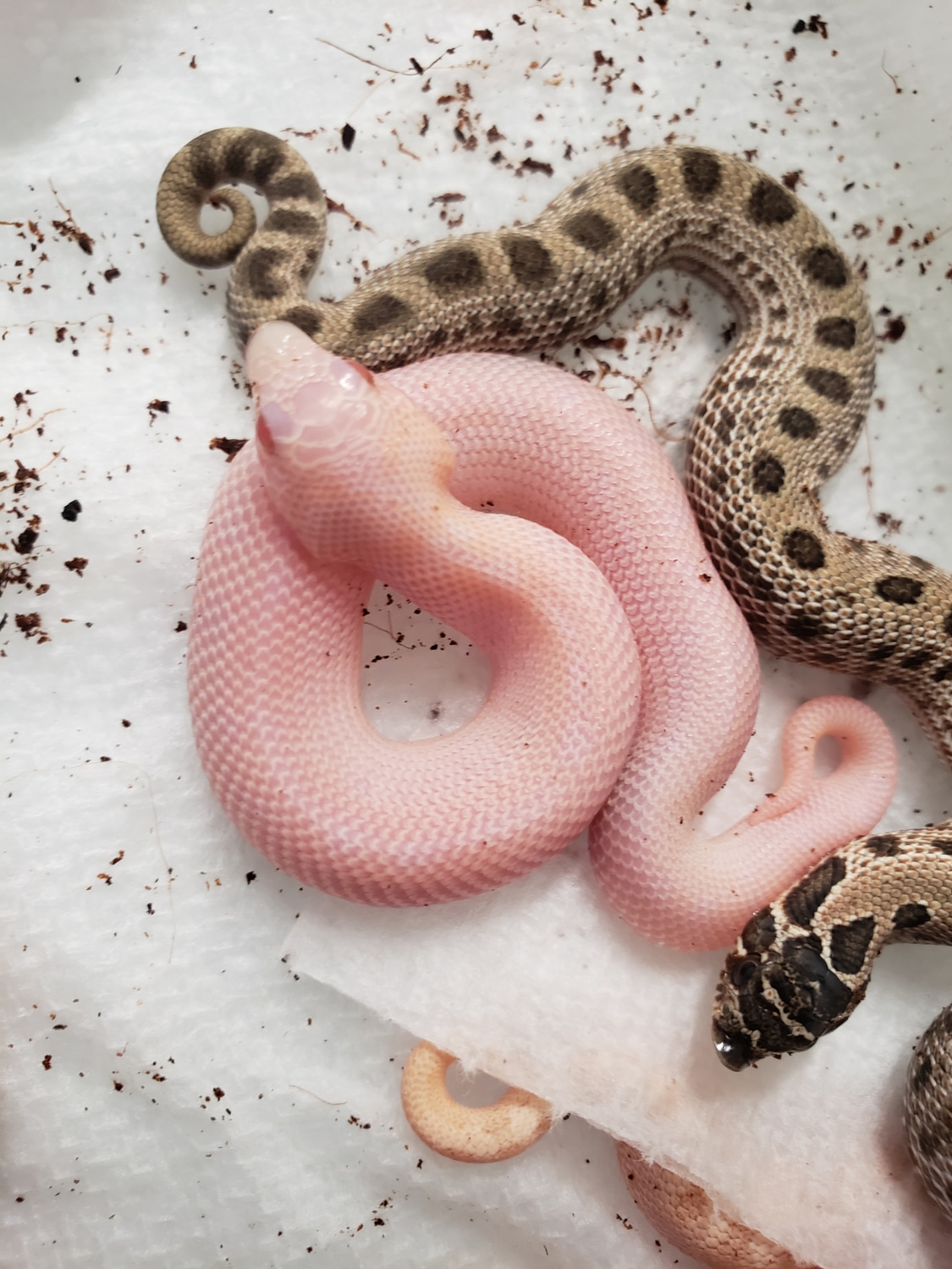 Super Arctic Sunburst Western Hognose by Shovenose82 - MorphMarket