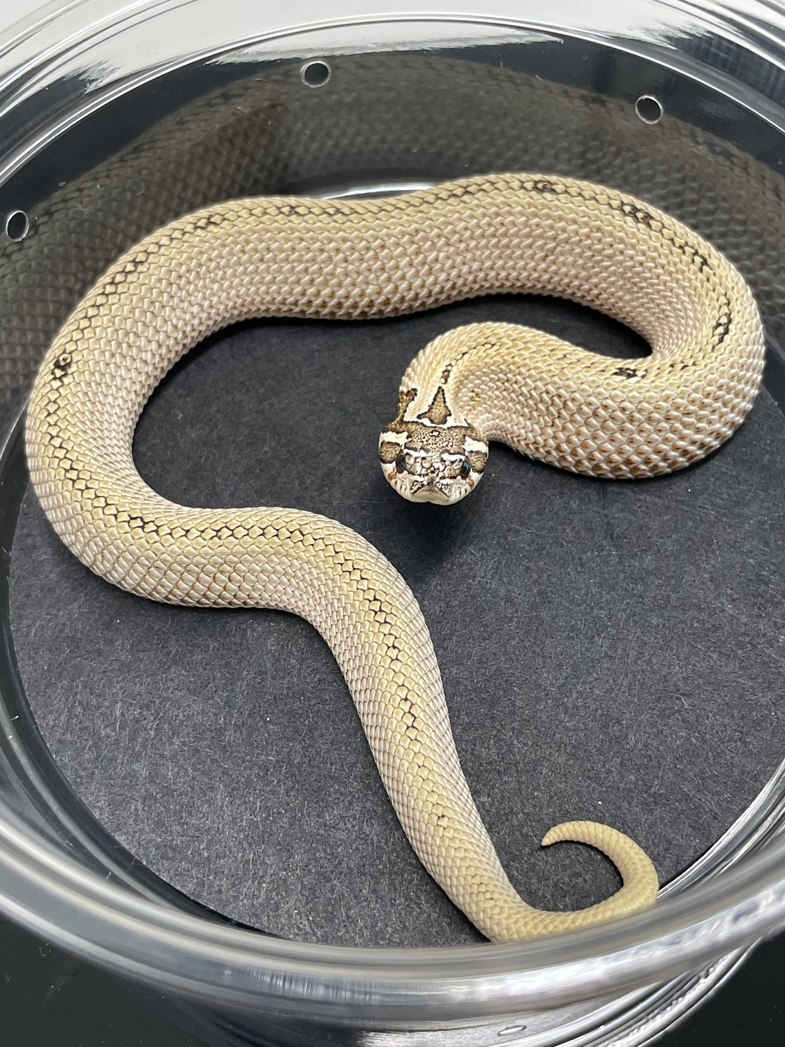Arctic Super Conda H. Albino 66% Sable Western Hognose by Shovenose82 ...