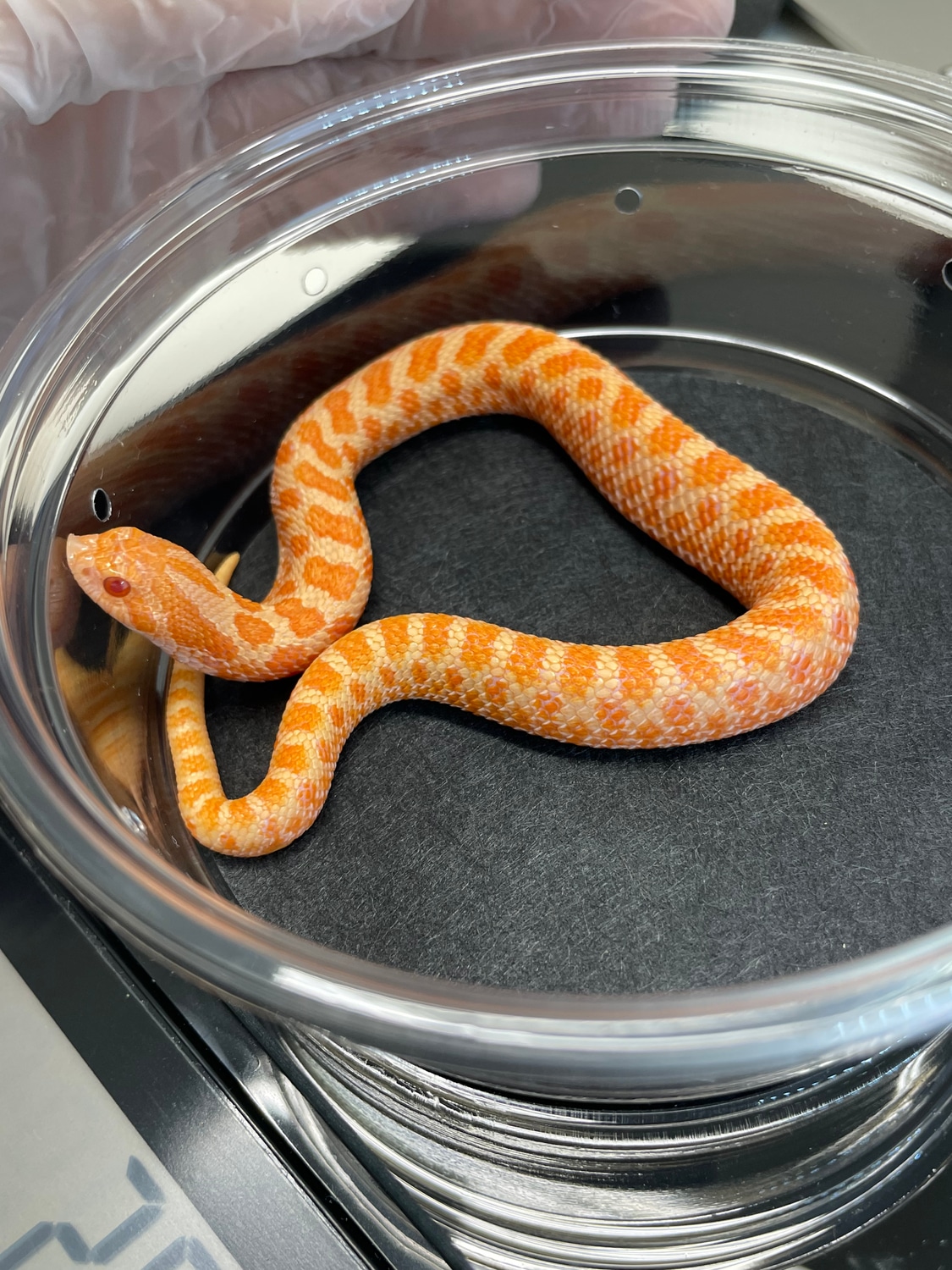 Sunburst Western Hognose by Shovenose82 - MorphMarket