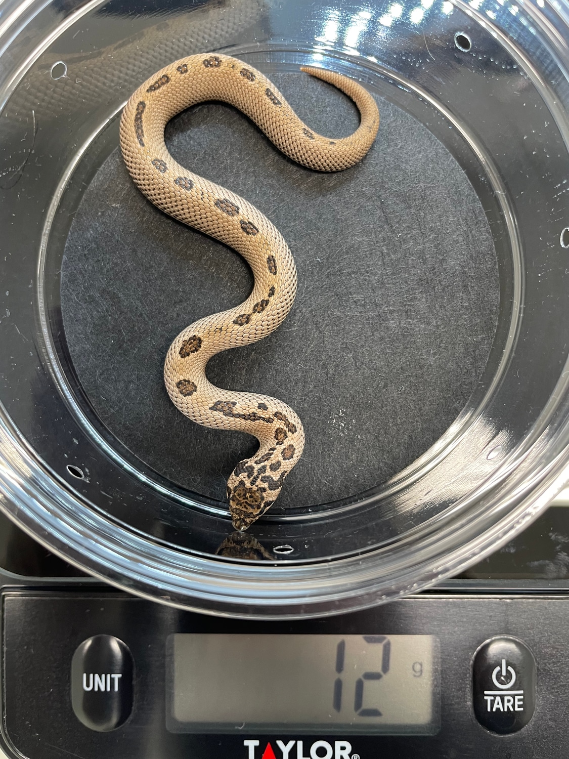Super Arctic Super Conda H. Albino 66% Sable Western Hognose by ...