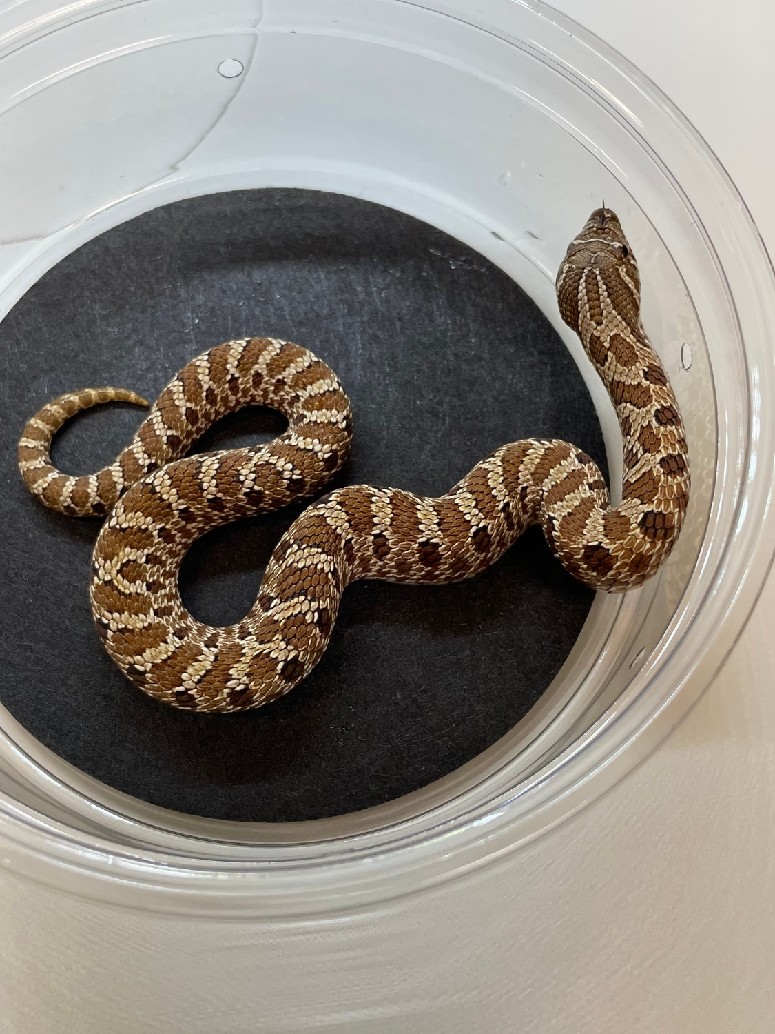 DH. Sunburst Western Hognose by Shovenose82 - MorphMarket