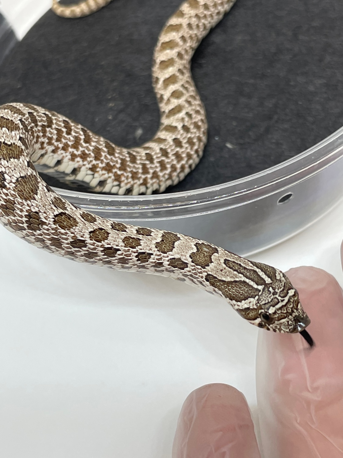 Arctic H. Sunburst Western Hognose by Shovenose82 - MorphMarket
