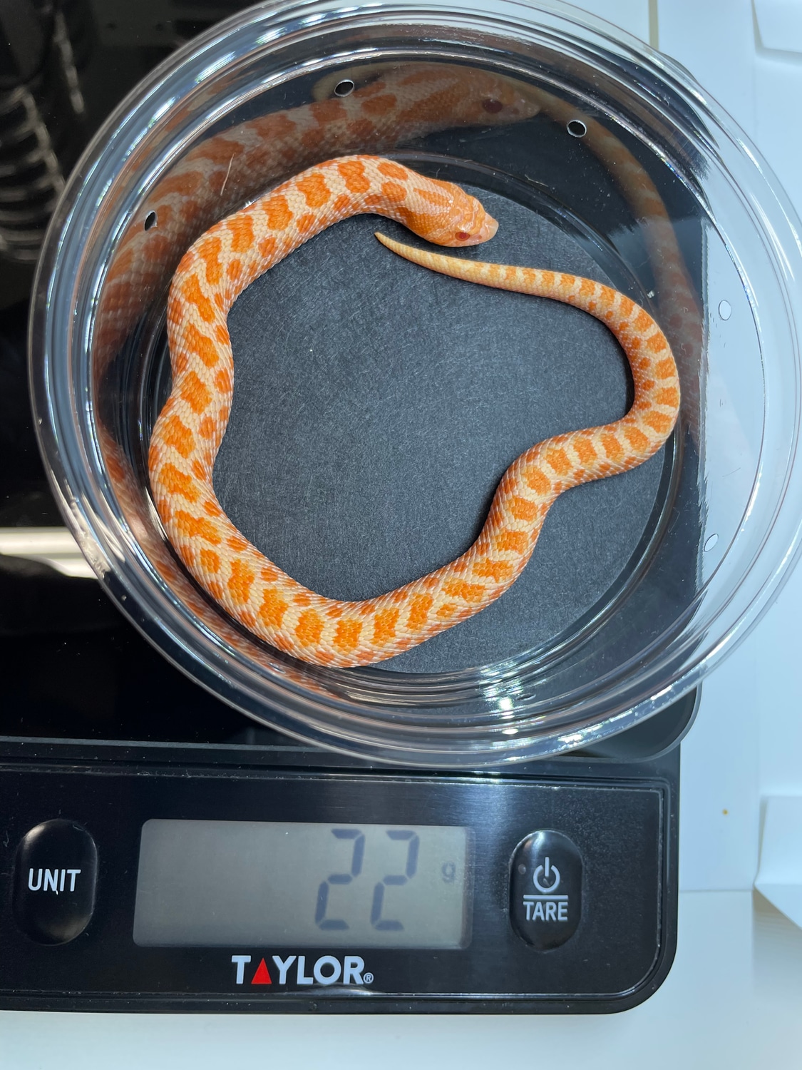 Sunburst Western Hognose by Shovenose82 - MorphMarket