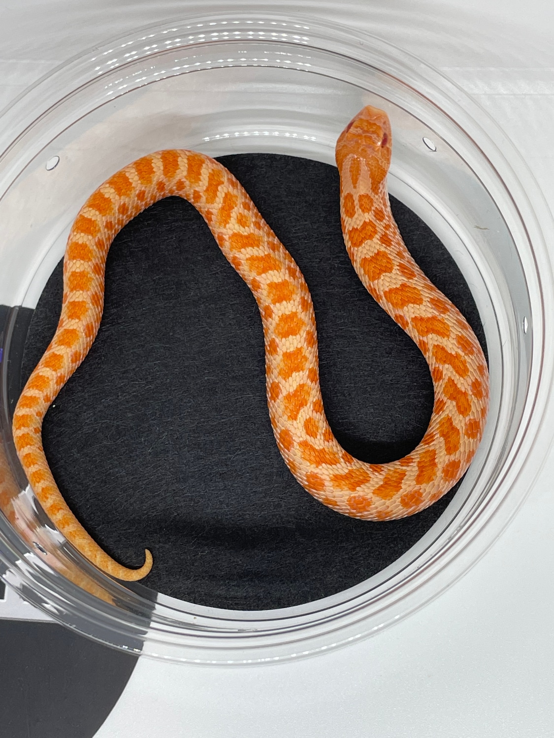 Sunburst Western Hognose by Shovenose82 - MorphMarket