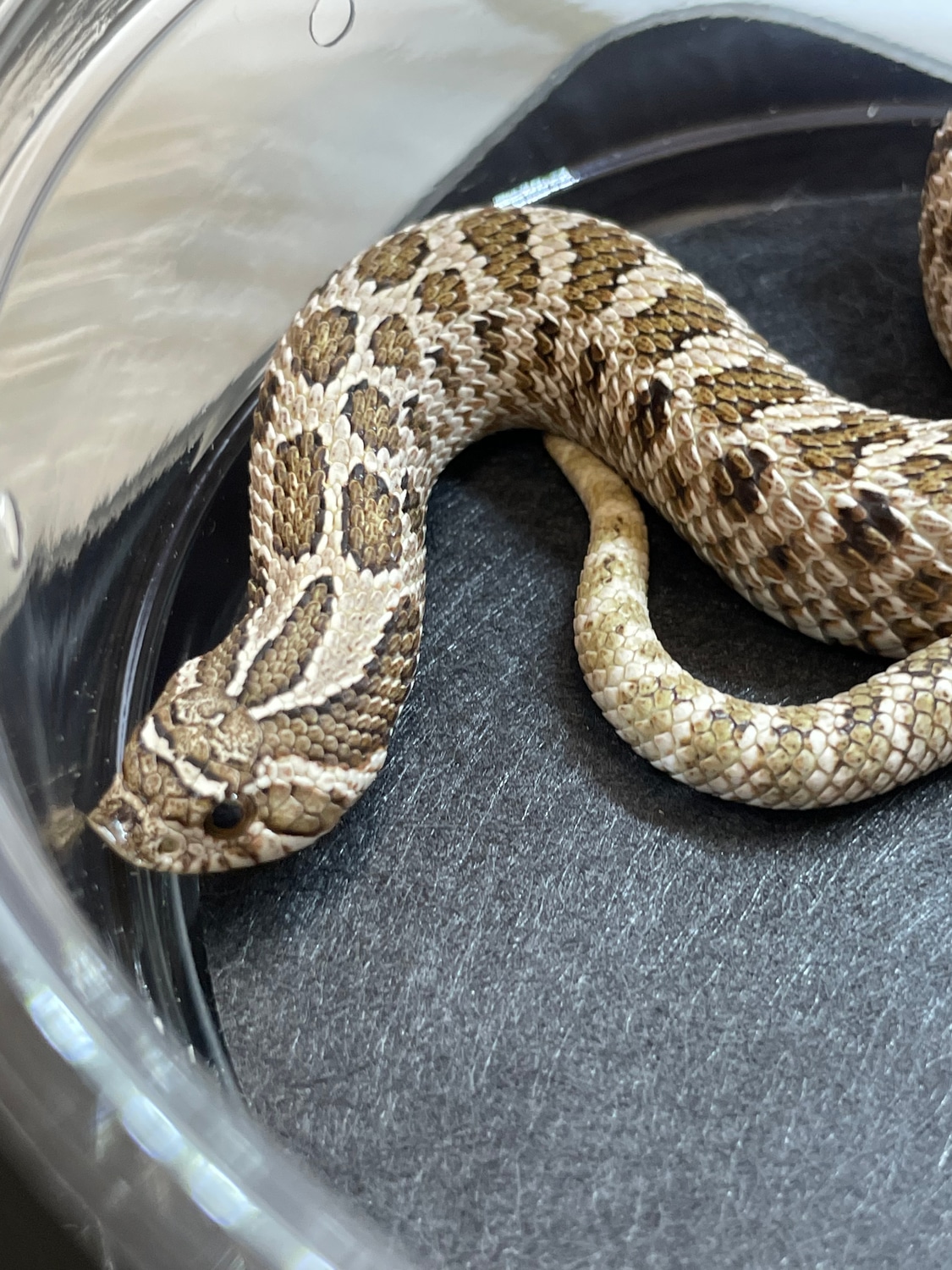 Arctic H. Sunburst Western Hognose by Shovenose82 - MorphMarket