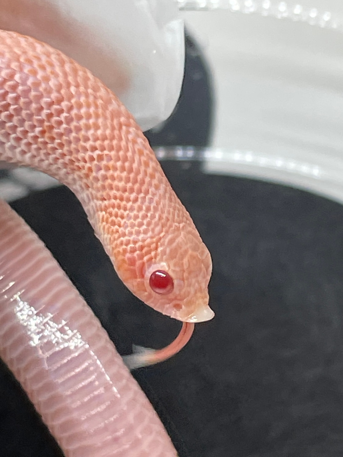 Super Arctic Sunburst Western Hognose by Shovenose82 - MorphMarket