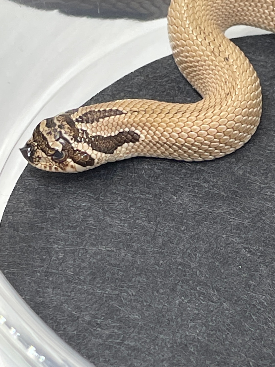 Super Conda H. Toffee 66% Sable Western Hognose by Shovenose82 ...