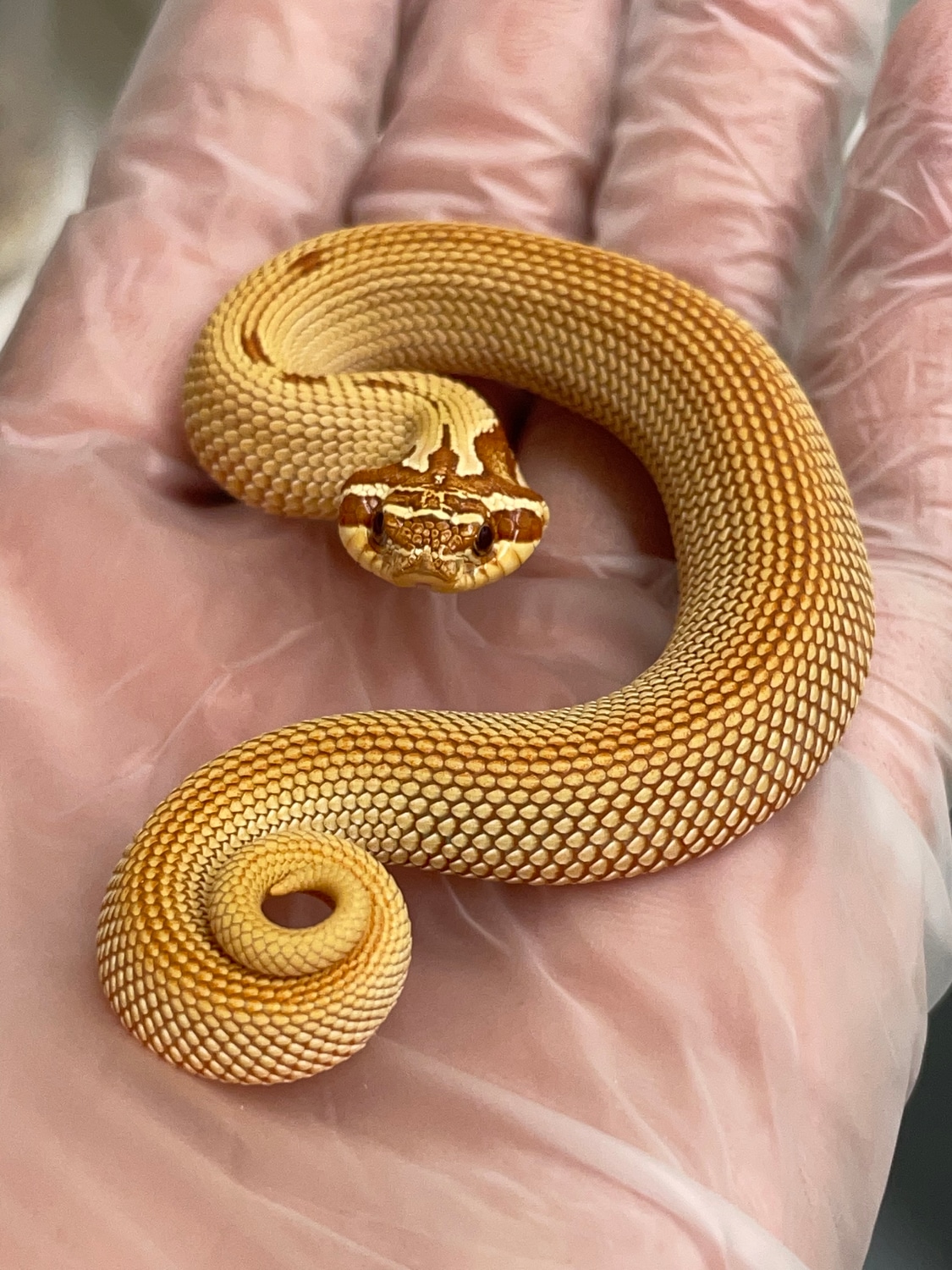 Super Conda Toffee H. 66% Sable Western Hognose by Shovenose82 ...