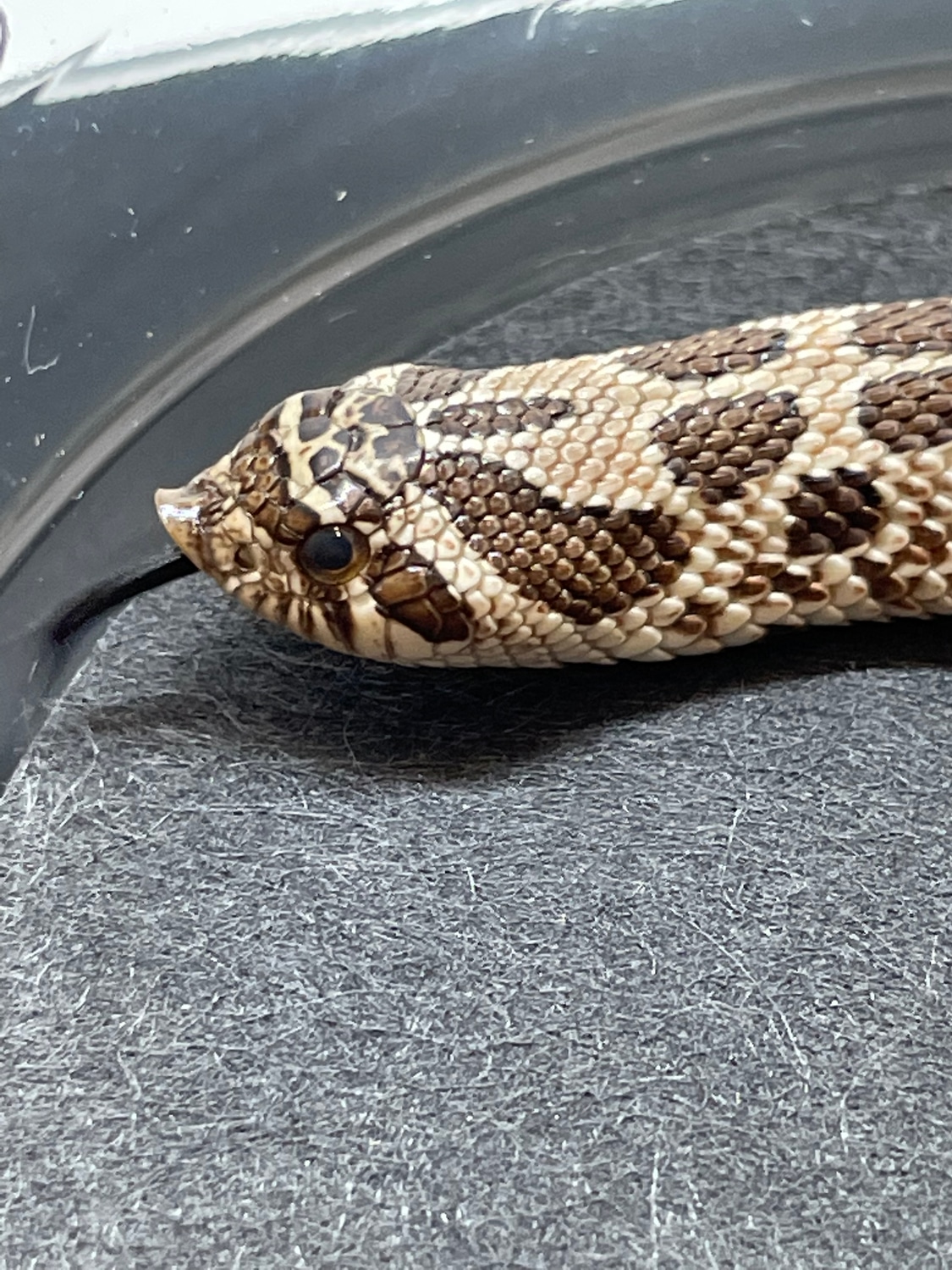 Arctic H. Permafrost Western Hognose by Shovenose82 - MorphMarket