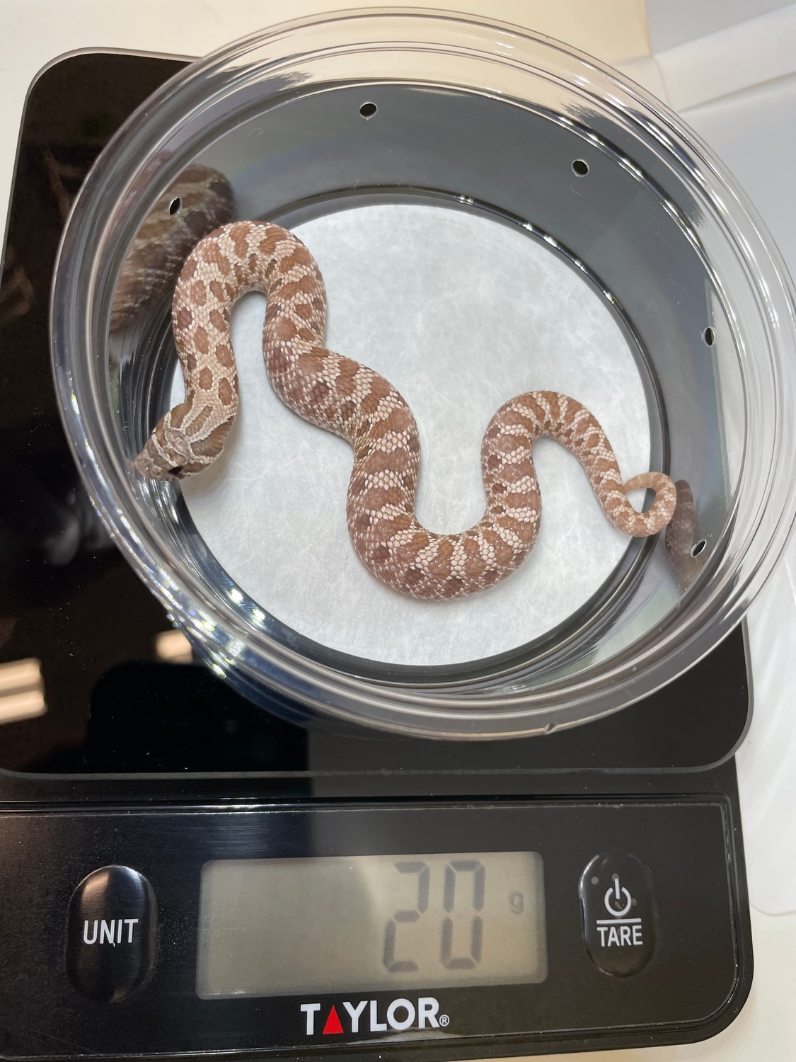 Lavender H. 66% Albino Western Hognose by Shovenose82 - MorphMarket