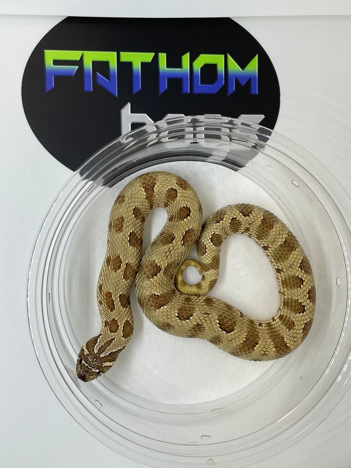 Lemon Ghost Woma X Ghost Super Conda Western Hognose by Shovenose82 ...