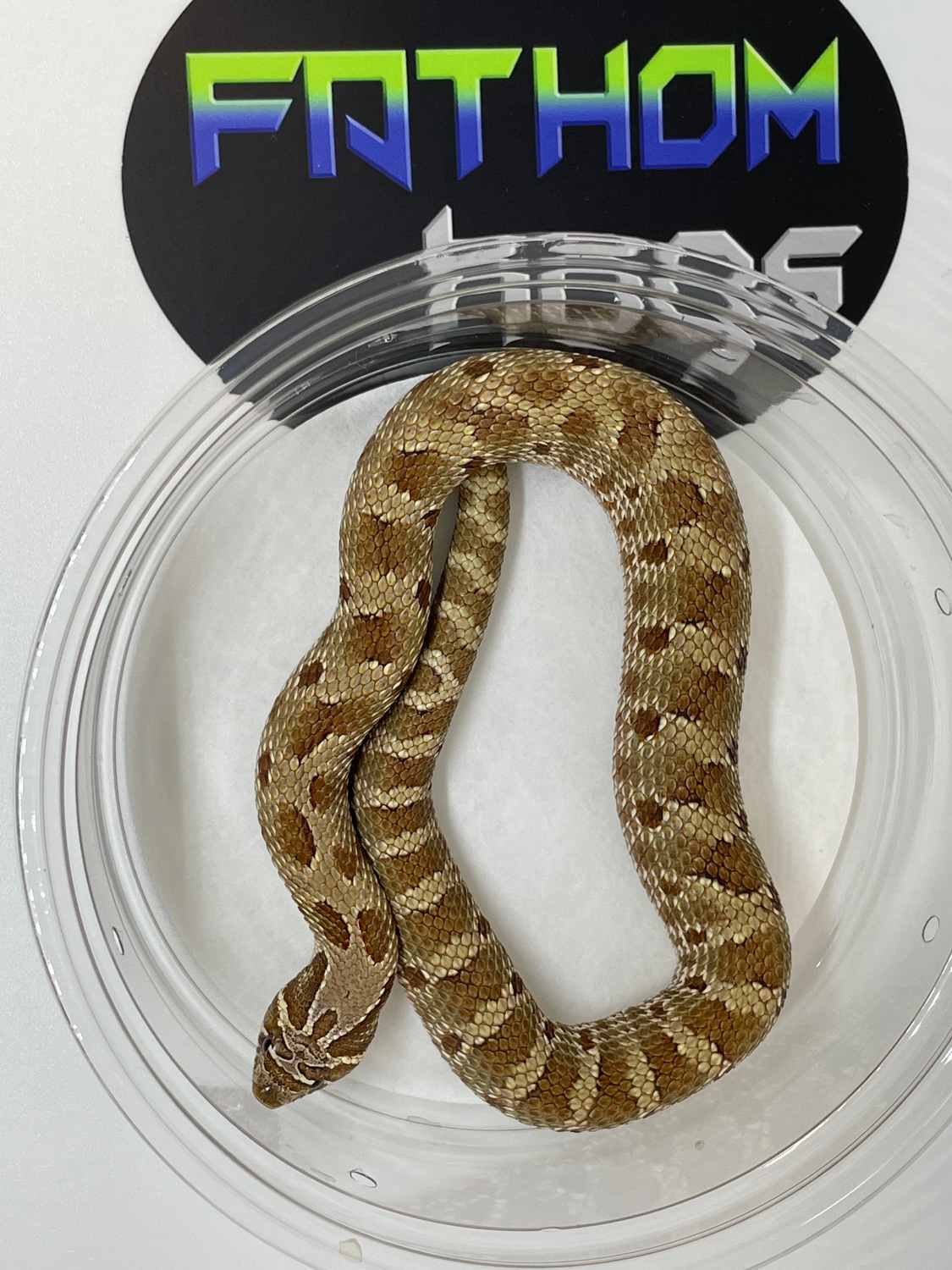 Lemon Ghost Woma X Ghost Super Conda Western Hognose by Shovenose82 ...