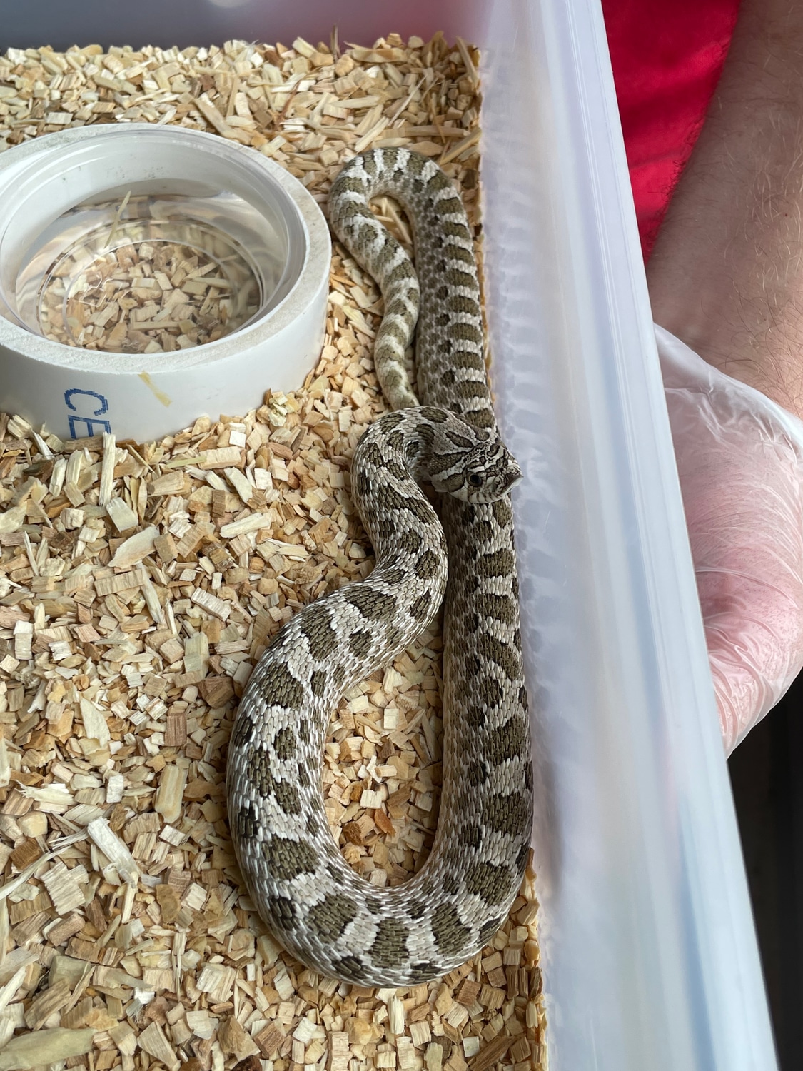 Arctic Het Sable Western Hognose by Shovenose82 - MorphMarket