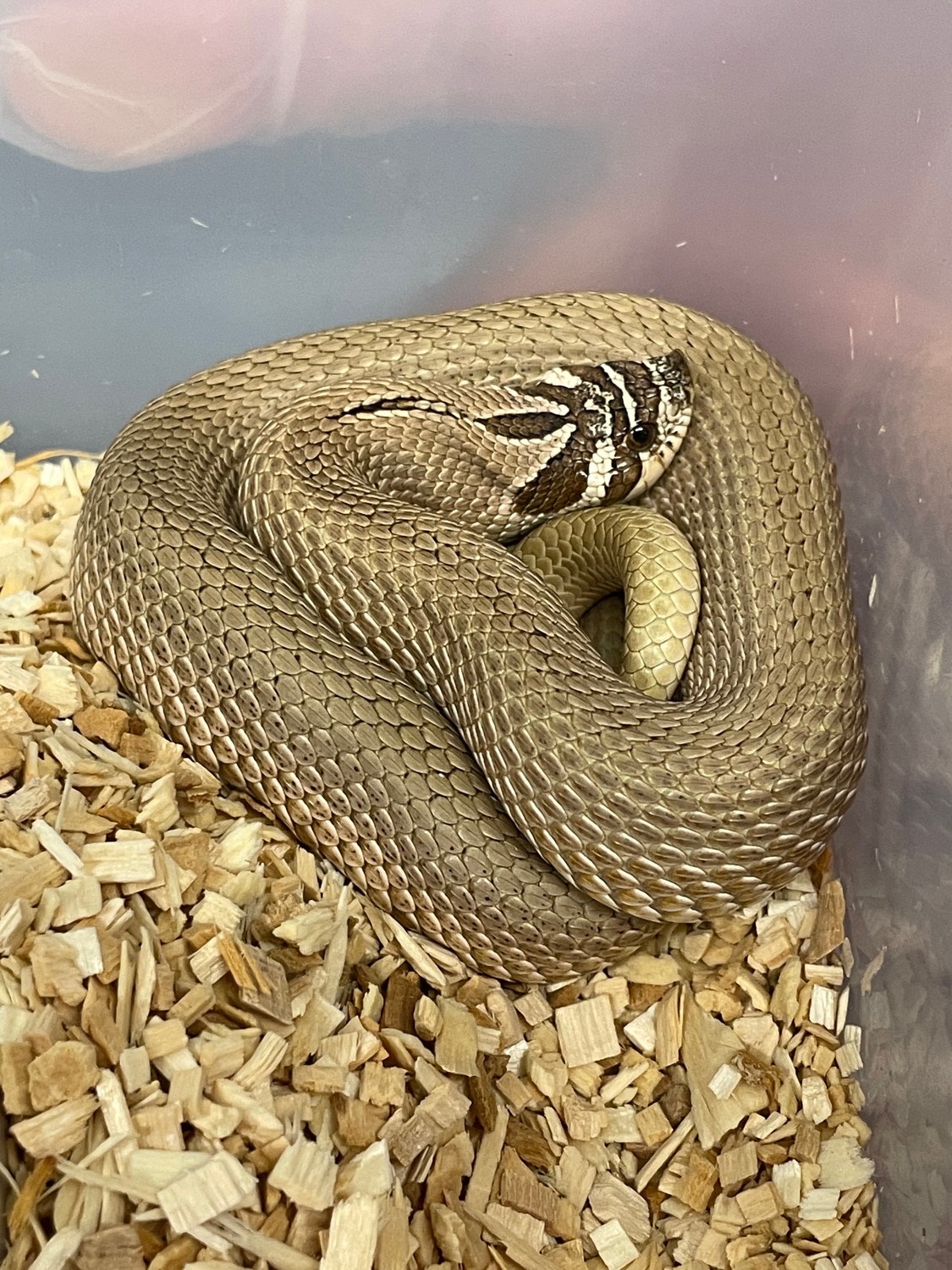 Super Conda Arctic Het Albino 66 Sable Western Hognose by Shovenose82 ...