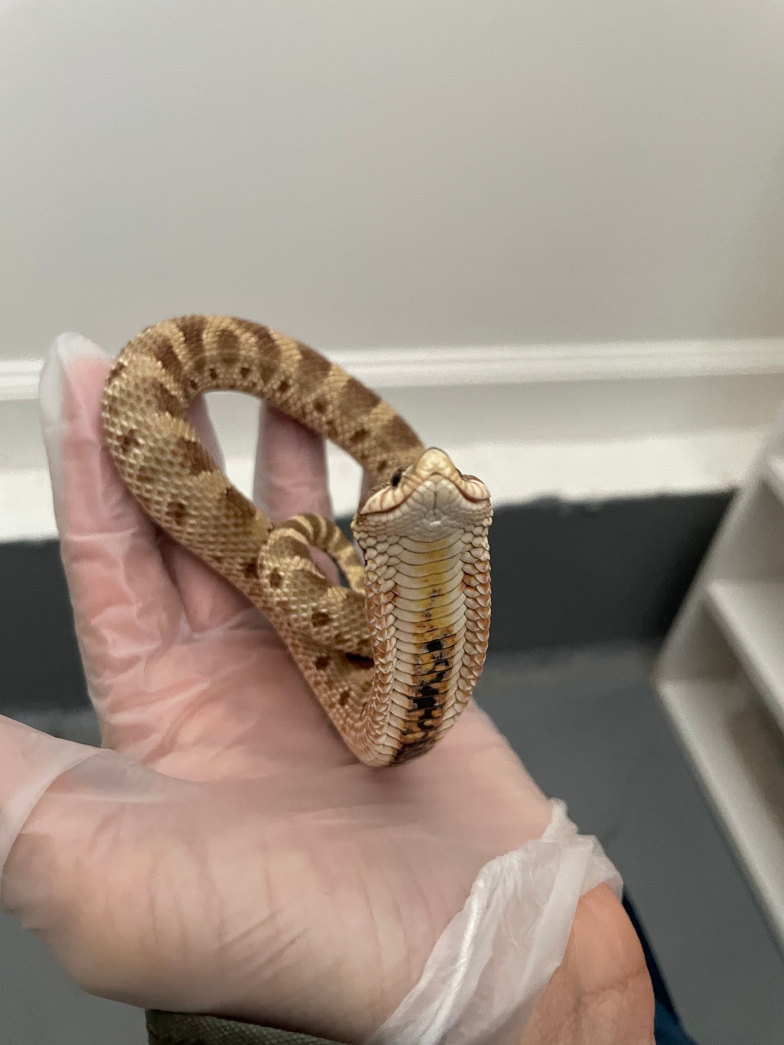 Lemon Ghost Woma X Ghost Super Conda Western Hognose by Shovenose82 ...