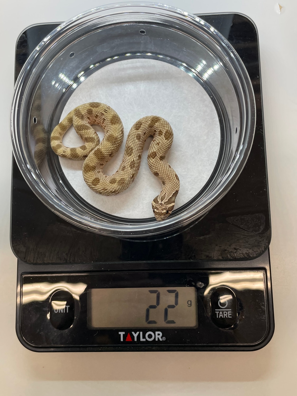 Conda H. Snowburst Western Hognose by Shovenose82 - MorphMarket