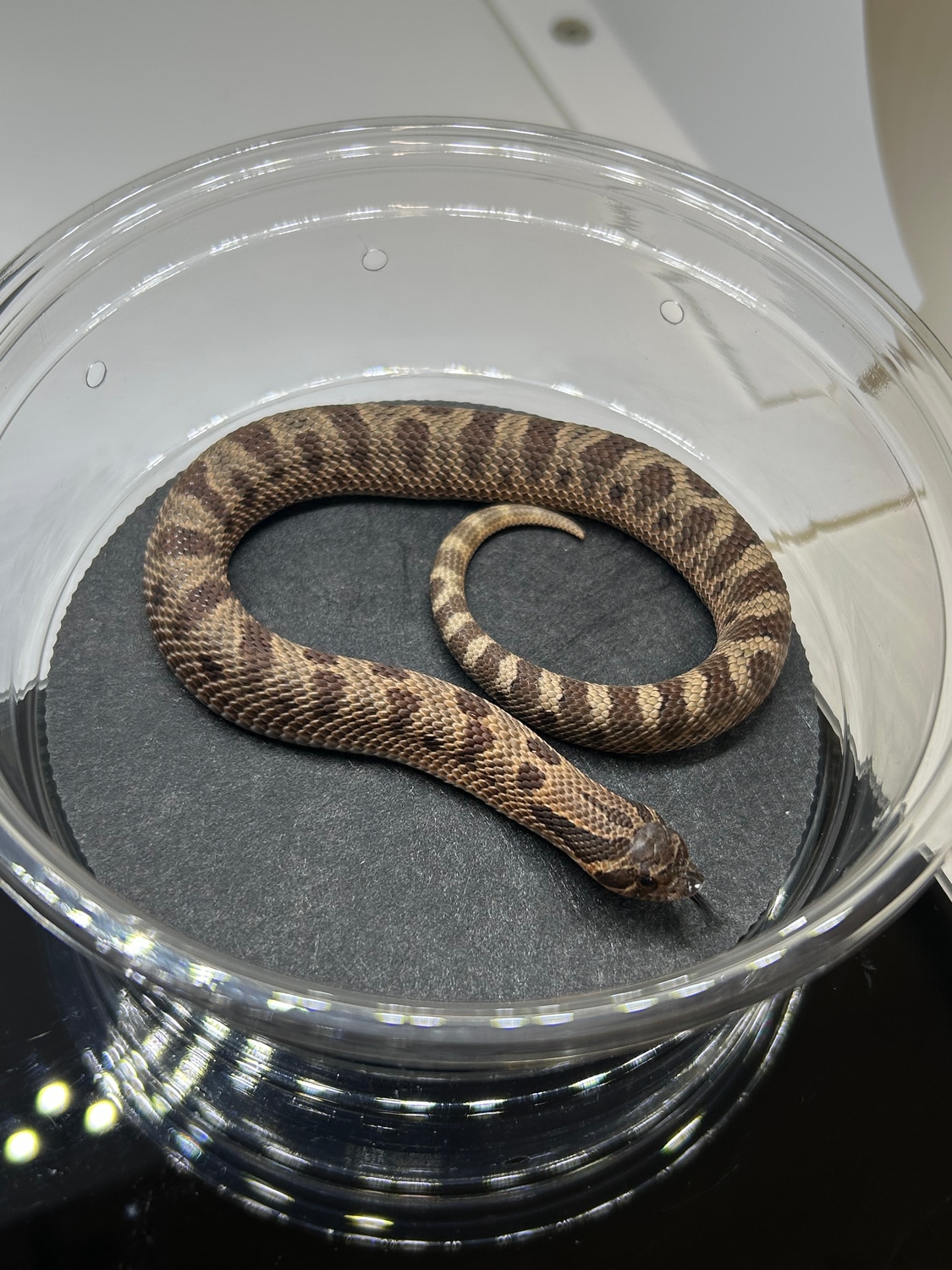 Sable Conda H. Albino 66 Lavender Western Hognose by Shovenose82 ...