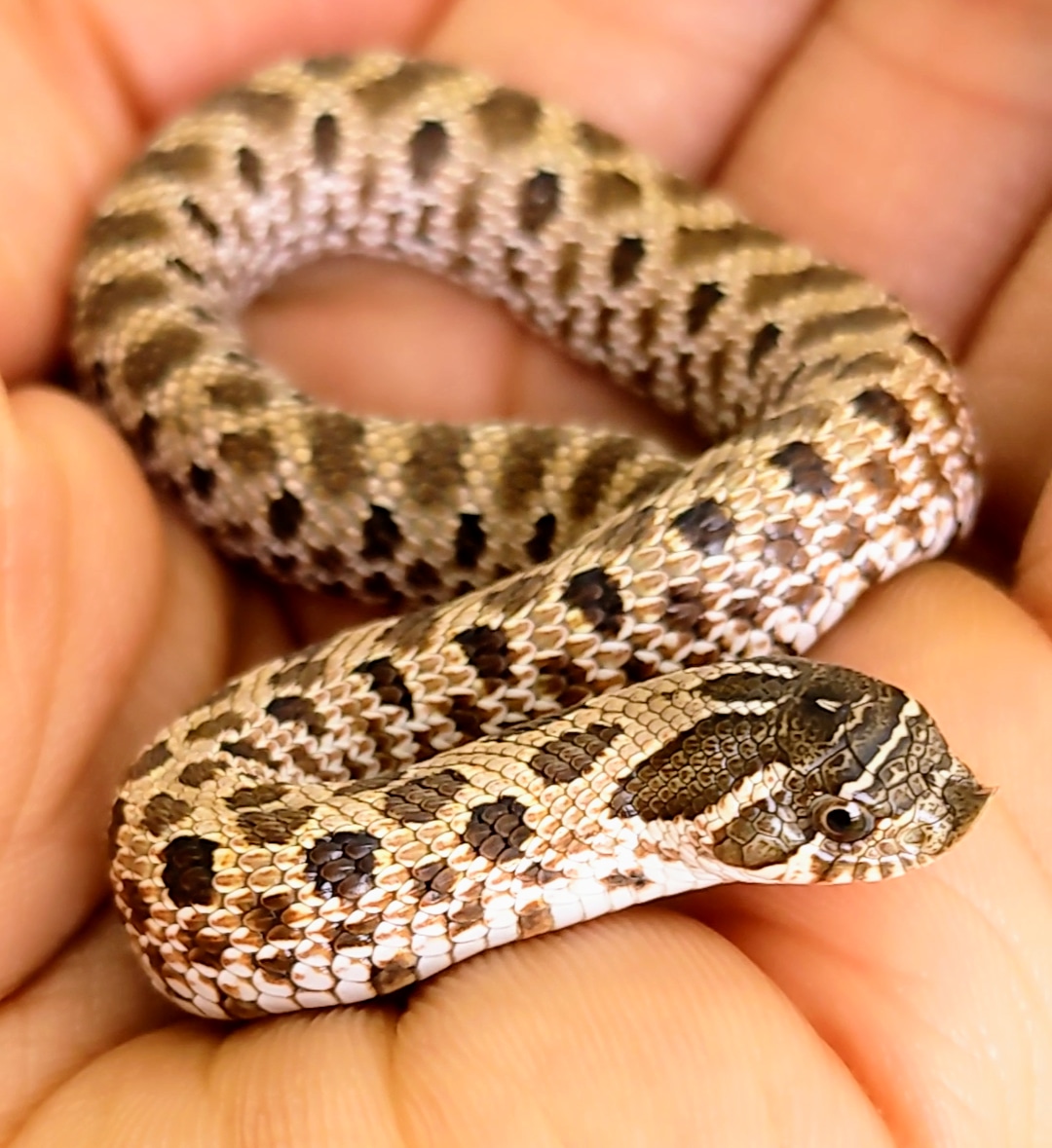 Normal 100% Het Albino Western Hognose by Shovel Nose Hogs, LLC ...