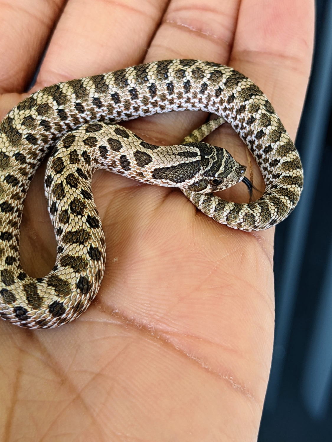 Normal 100% Het Albino Western Hognose by Shovel Nose Hogs, LLC ...