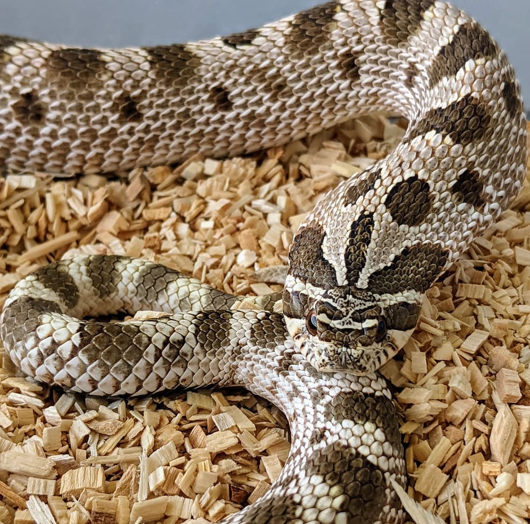 Anaconda Het Sunburst Western Hognose by Shovel Nose Hogs, LLC ...