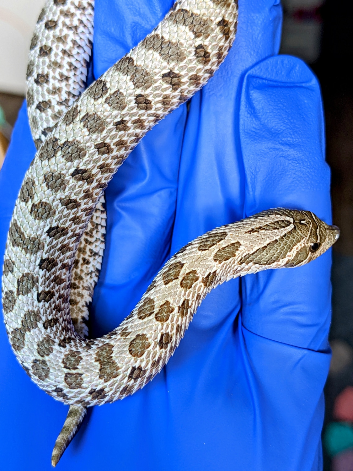 Arctic 100% Het Albino Western Hognose by Shovel Nose Hogs, LLC ...