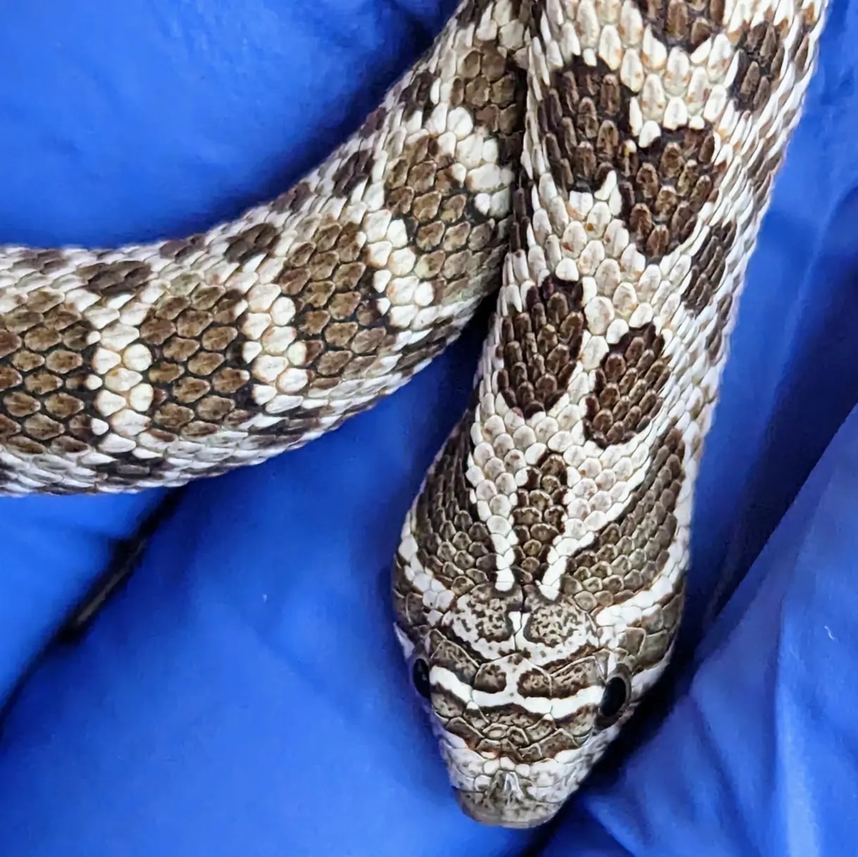 Normal (Lemon Ghost X Granite Jungle Outcross) Western Hognose by ...