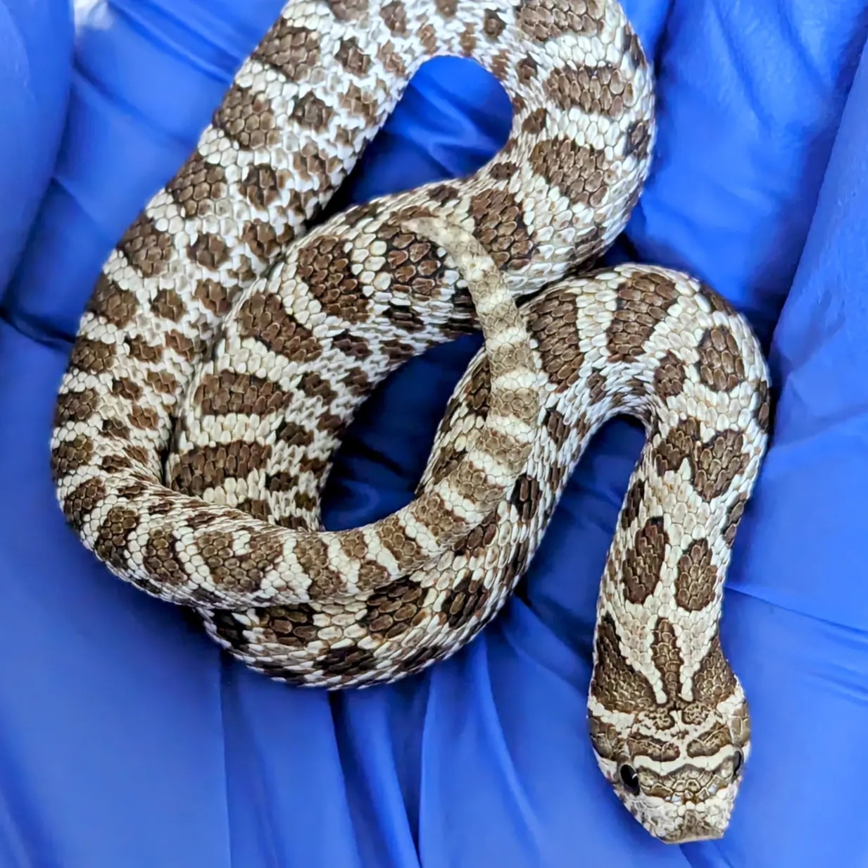 Normal (Lemon Ghost X Granite Jungle Outcross) Western Hognose by ...
