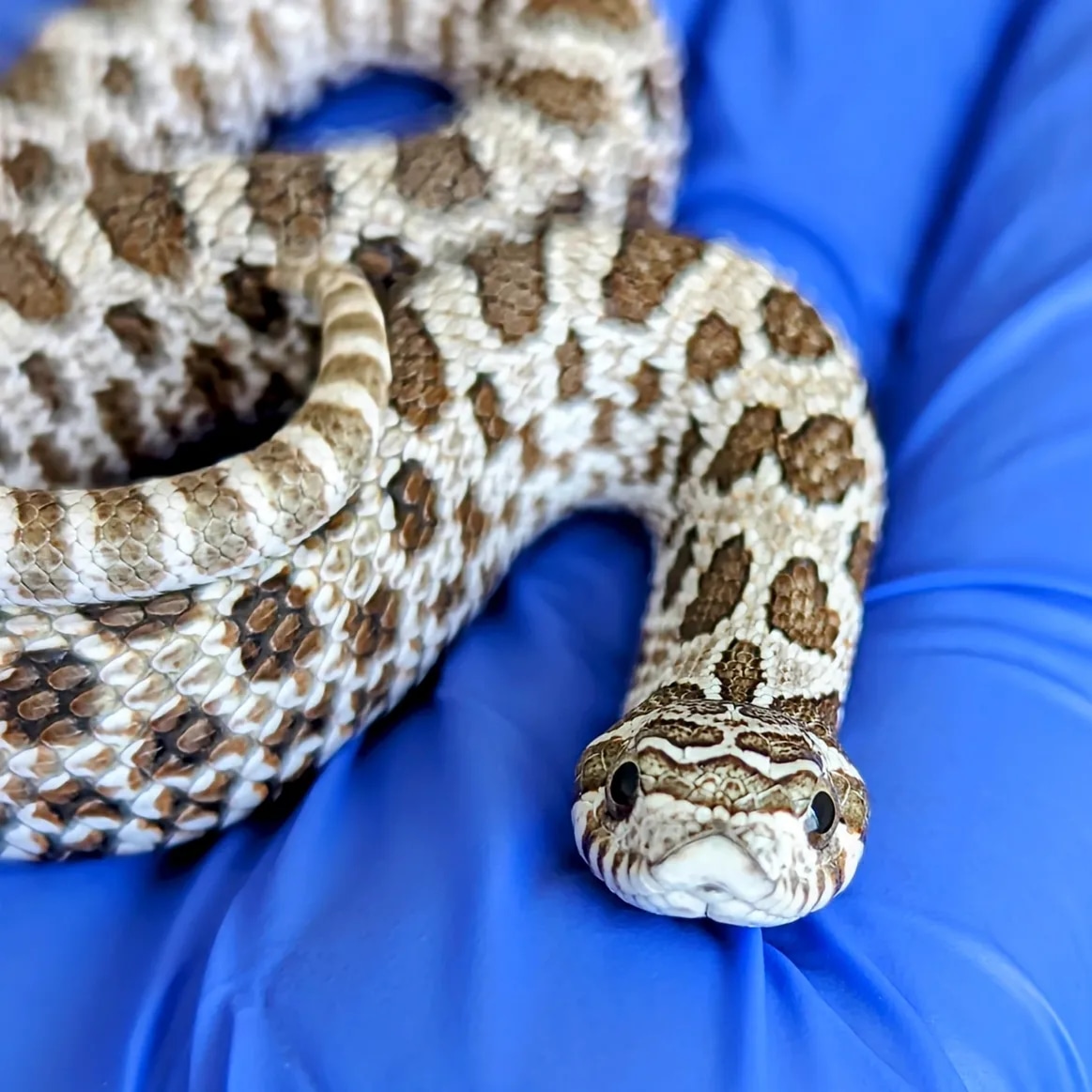 Normal (Lemon Ghost X Granite Jungle Outcross) Western Hognose by ...