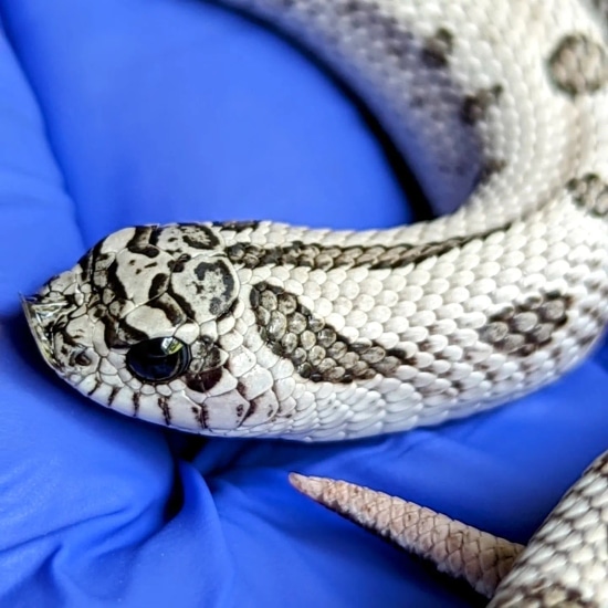 Super Arctic Conda 50% Het Mai Tai, Poss Het Lavender Western Hognose ...