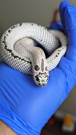 Super Arctic Superconda (Adult) Western Hognose by Shovel Nose Hogs, LLC