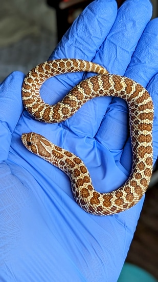 Red Normal 50% Het Leucistic & 50% Het Albino Western Hognose by Shovel ...