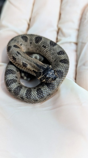 Sable Anaconda Het Albino Western Hognose by Shovel Nose Hogs, LLC